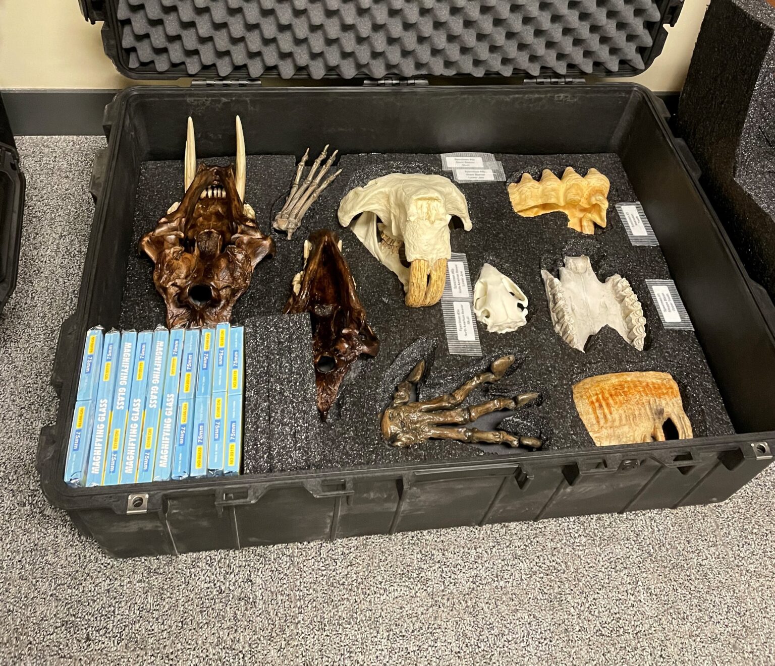 Museum in the Classroom: The Pleistocene Extinction Teaching Kits | L.E ...