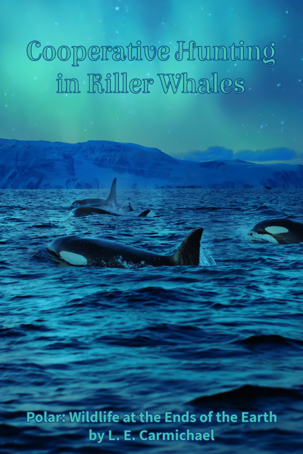 Teamwork Makes the Dream Work: Cooperative Hunting in Killer Whales | L ...